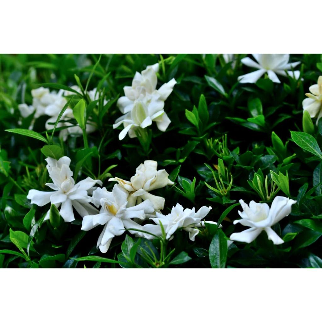 dwarf rosal gardenia | Shopee Philippines