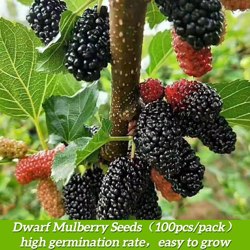 100Pcs/Pack Dwarf Mulberry Tree Seeds - Sweet Fruit Bearing, Easy to ...