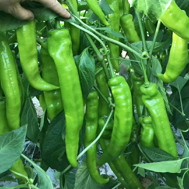 100 Seeds/pack SILI PANIGANG / Siling Haba / Hot Pepper Green / Bicol ...