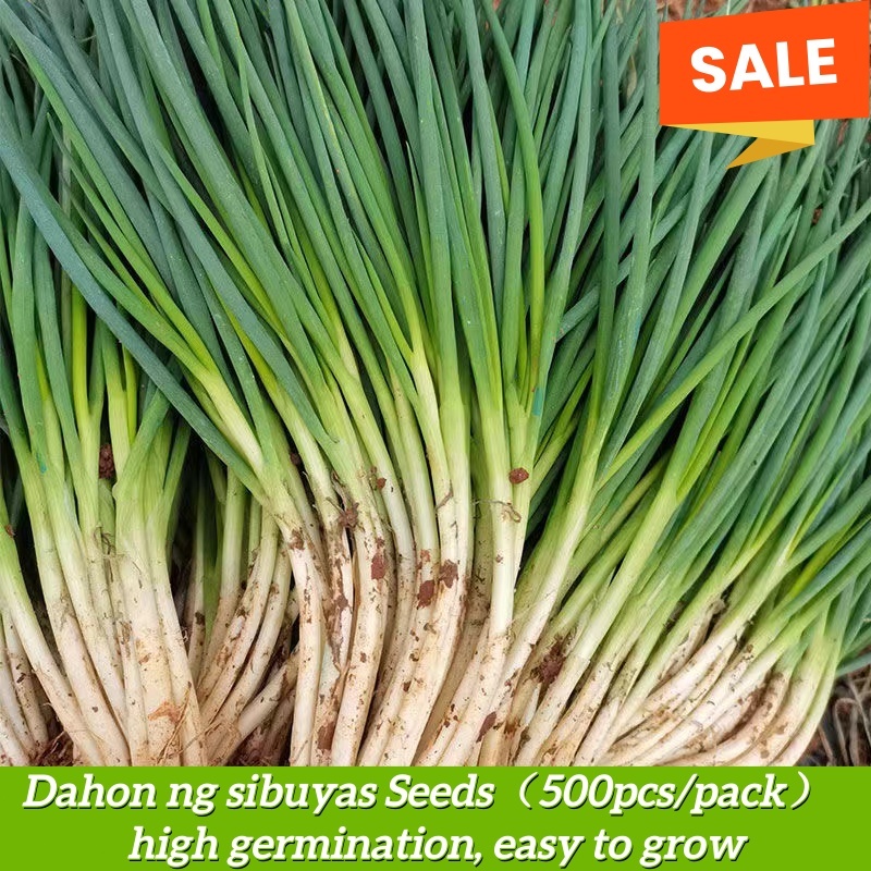 Organic Shallot Greens Seeds (Dahon ng Sibuyas) - Ideal for Filipino ...