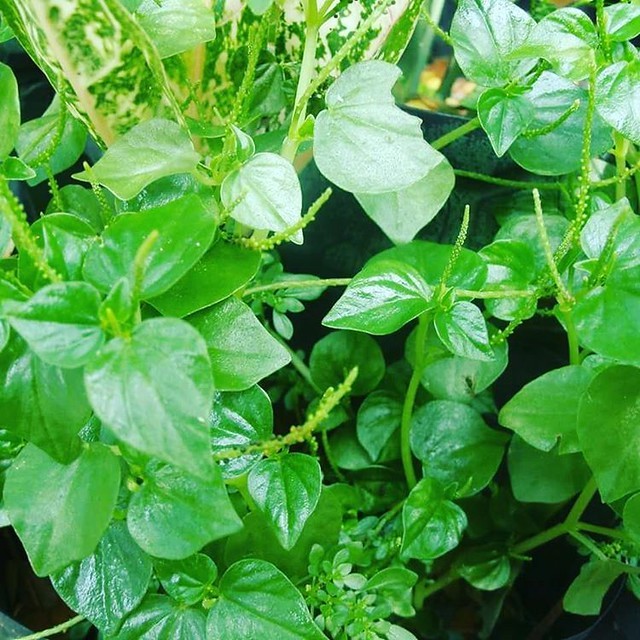 BUY 1 TAKE 1 PANSIT PANSITAN PLANT (NOT Seeds) with FREE garden soil ...