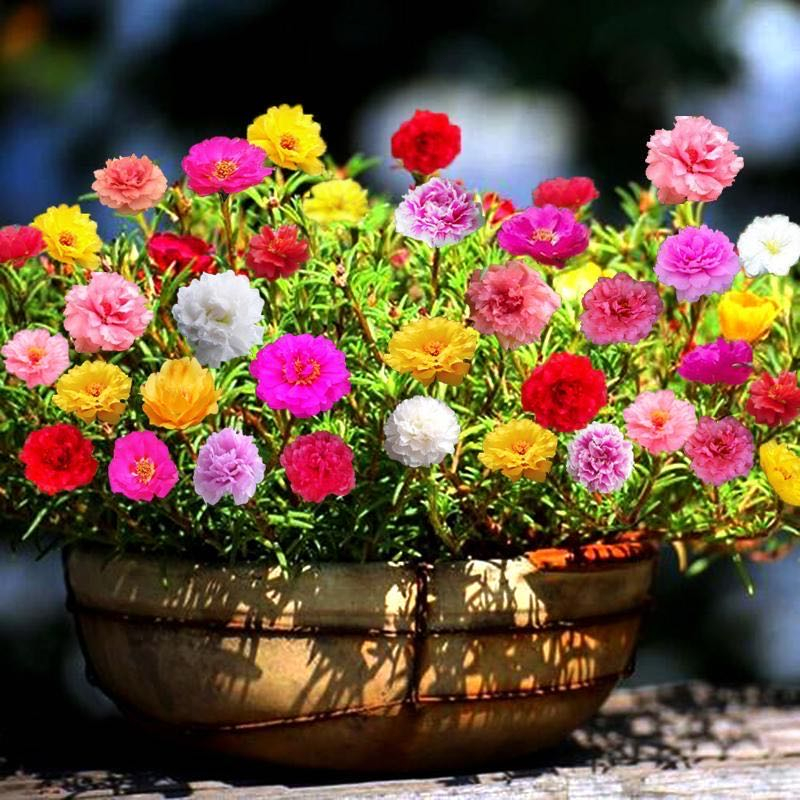 100 Seeds/pack Mixed Portulaca Seed Moss Rose Flower Seeds for ...