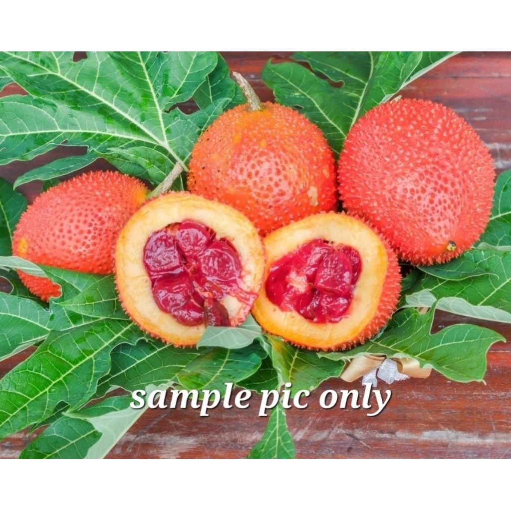 Gac Fruit seedlings (Live) | Shopee Philippines