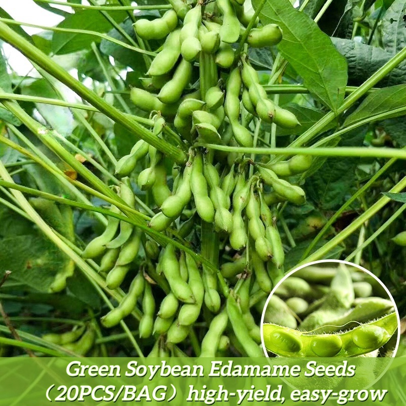 Green Soybean Edamame Seeds - High Germination, Easy to Grow for Home ...
