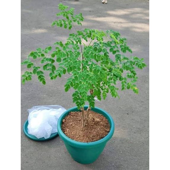 BUY 1 GET 1 FREE MALUNGGAY LIVE PLANT (NOT Seeds) with FREE garden soil ...