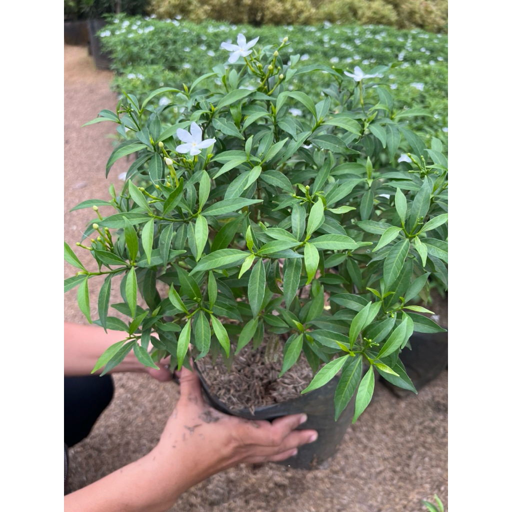 Pandakaki Flowering Live Plant (buy 3plus1) | Shopee Philippines