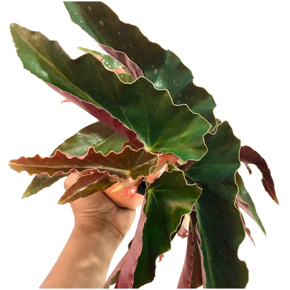 BUY 1 GET 1 FREE - BEGONIA 'Torch' ANGEL WINGS PLANT - WITH FREE GARDEN ...