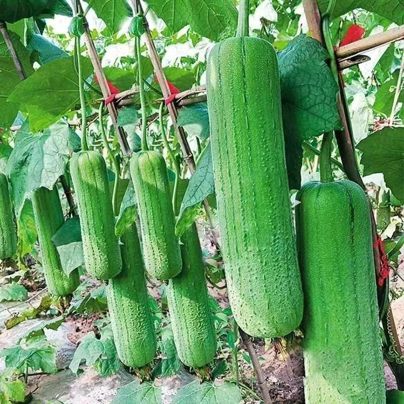 20 Pcs Patola Smooth Seeds / Pot Rattan Smooth Patola Vegetable seeds ...