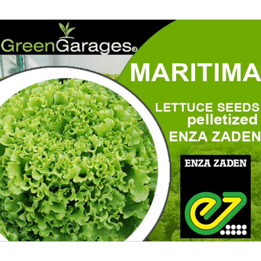 Maritima Lettuce Seeds 100pills | Shopee Philippines