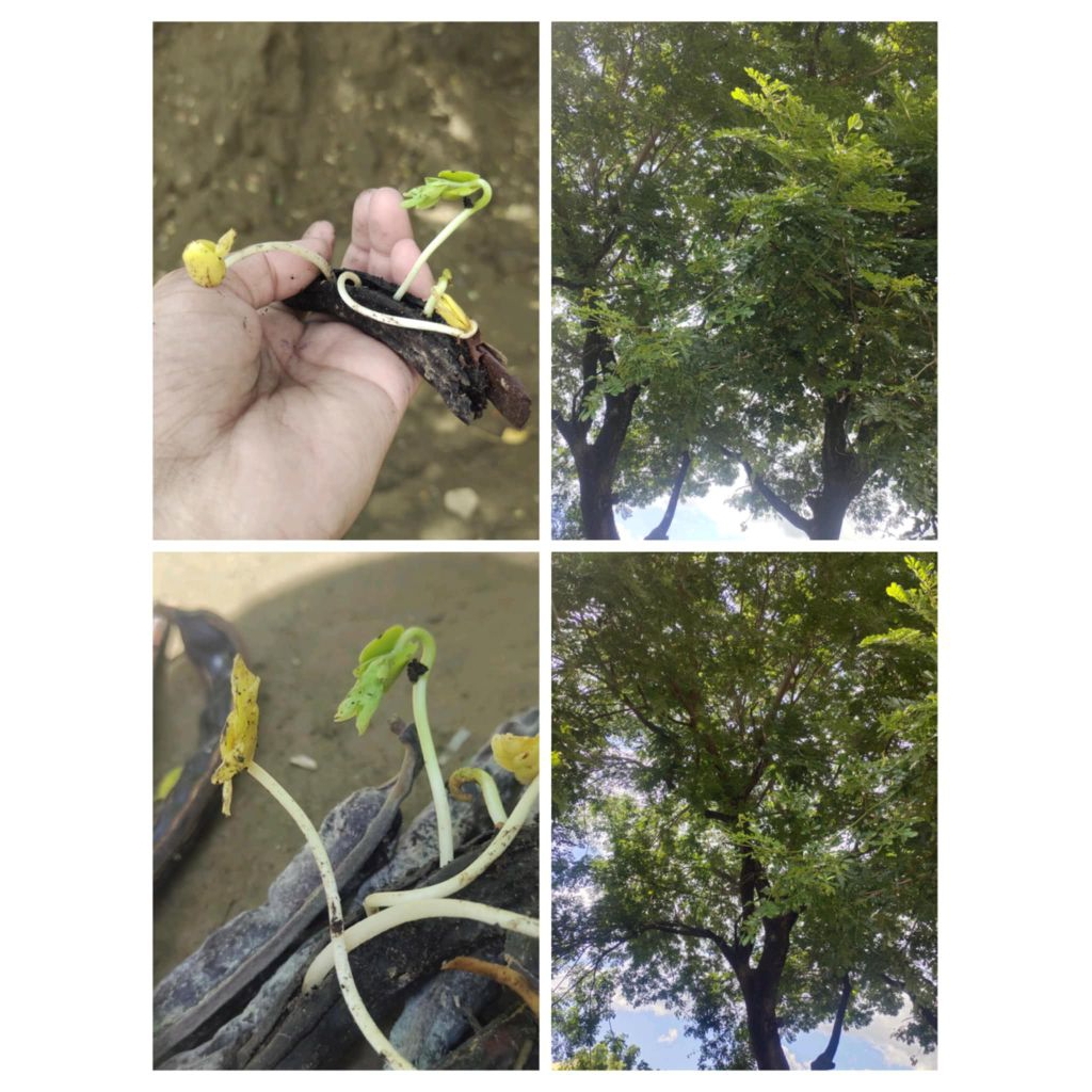 acacia tree (rain tree seeds) 12 seeds for planting | Shopee Philippines