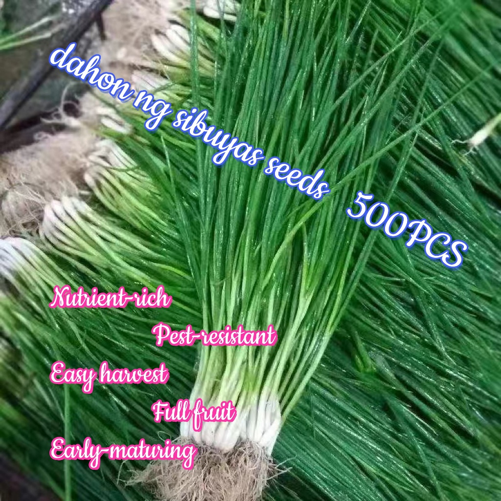 Dahon Ng Sibuyas/bunching Onion Seeds Jackou Yariety Variet Vegetable ...