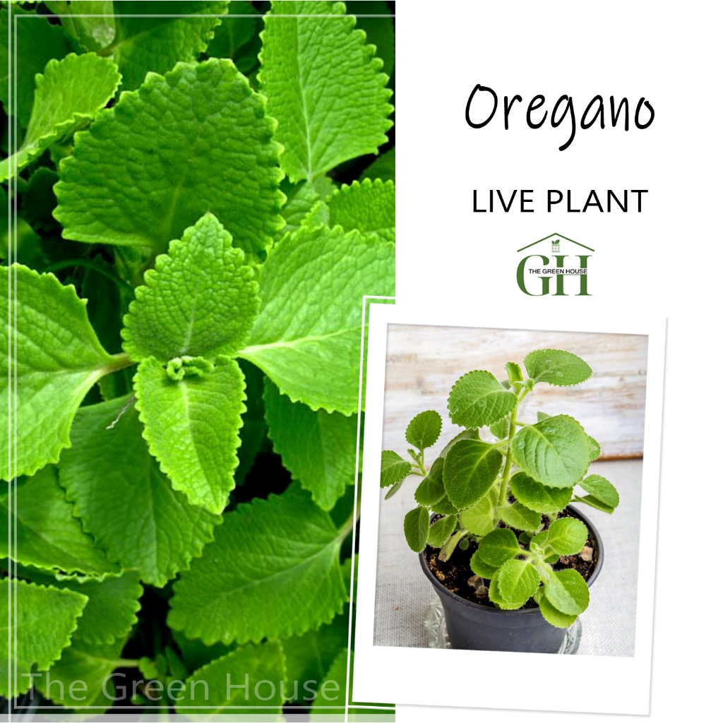 OREGANO SEEDLINGS 100pesos only | Shopee Philippines
