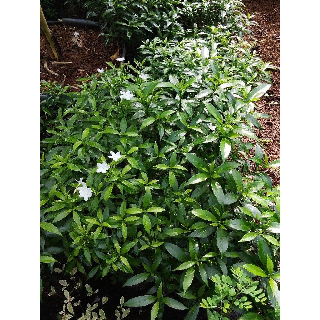 Green Pandakaki live and rooted plants | Shopee Philippines