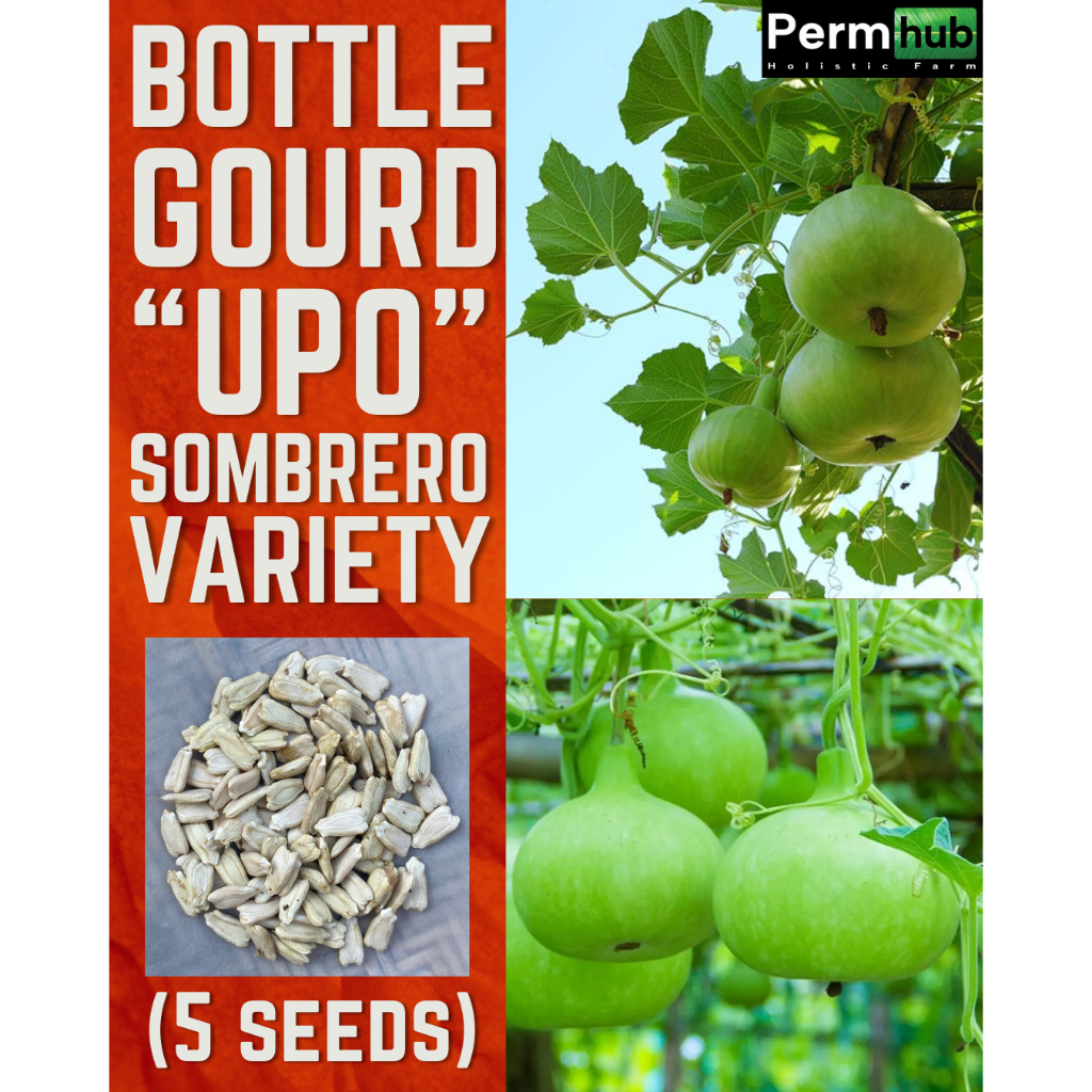 (Sombrero Variety) "Upo" Bottle Gourd (5 seeds) | Shopee Philippines