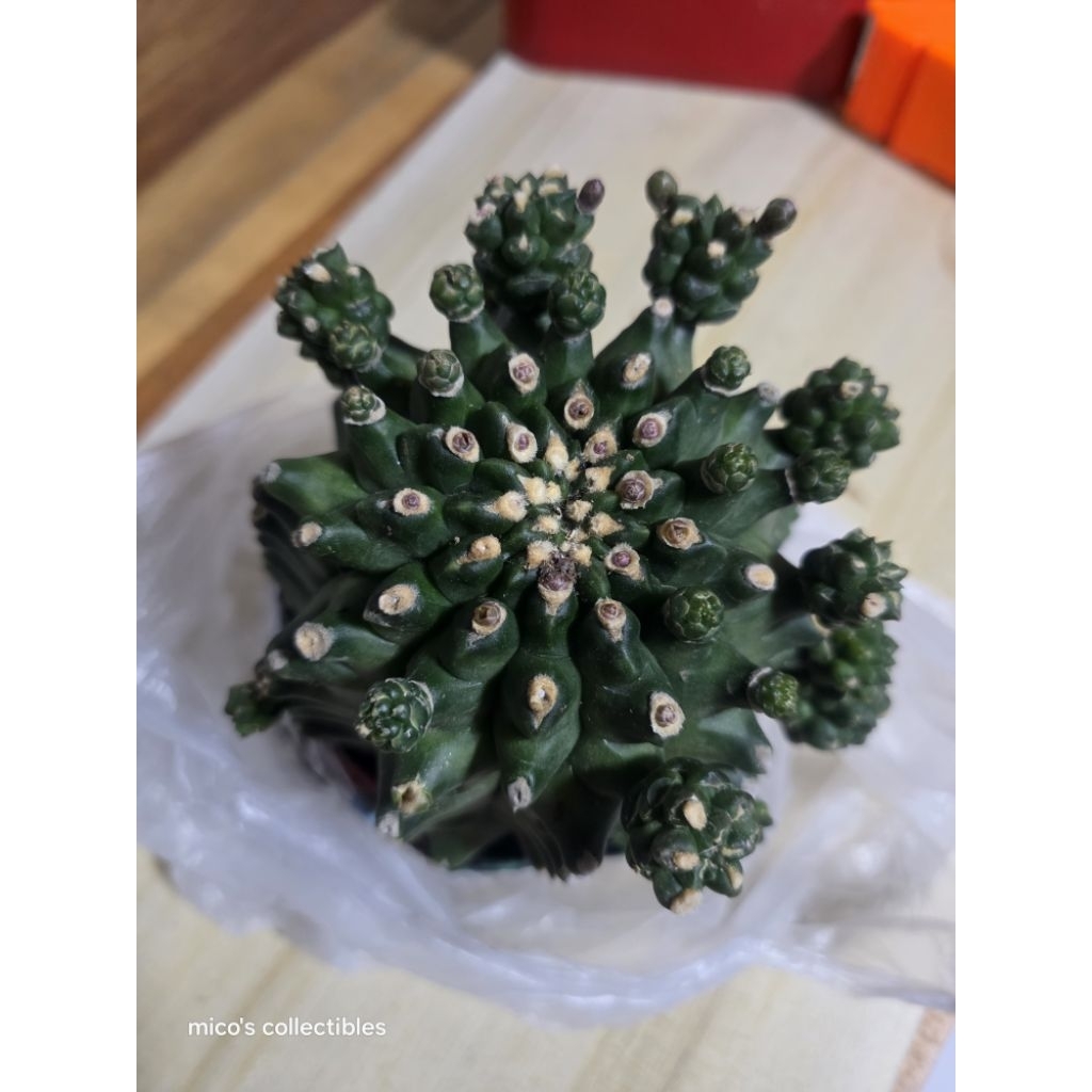 ASTRO KIKO/POTTED CACTUS(XXL) | Shopee Philippines
