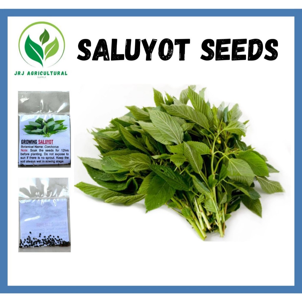 Saluyot Seeds / Jute mallow ( 50pcs Seeds ) - 1pack | Shopee Philippines