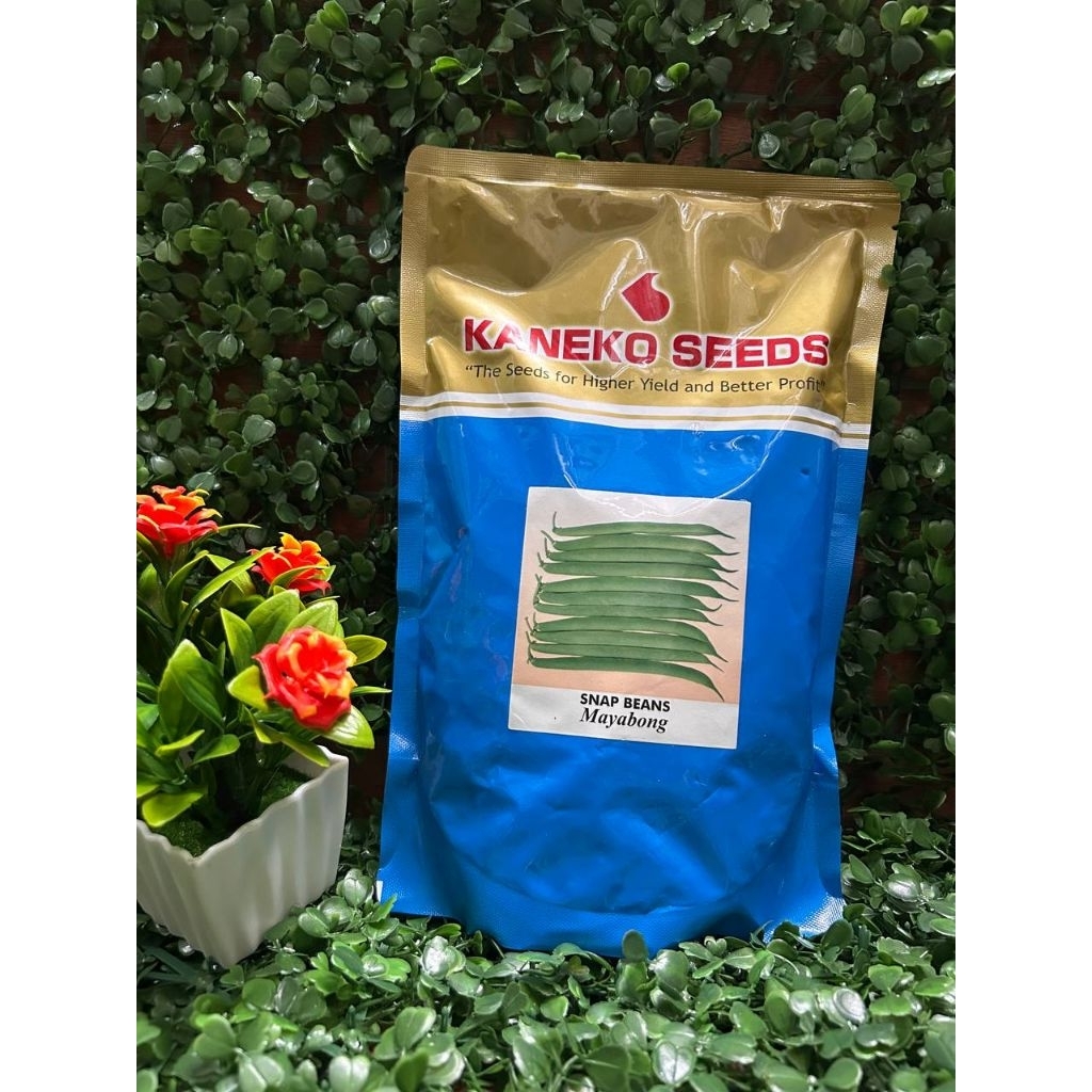 SNAPS BEANS MAYABONG - KANEKO SEEDS (1 KG) | Shopee Philippines