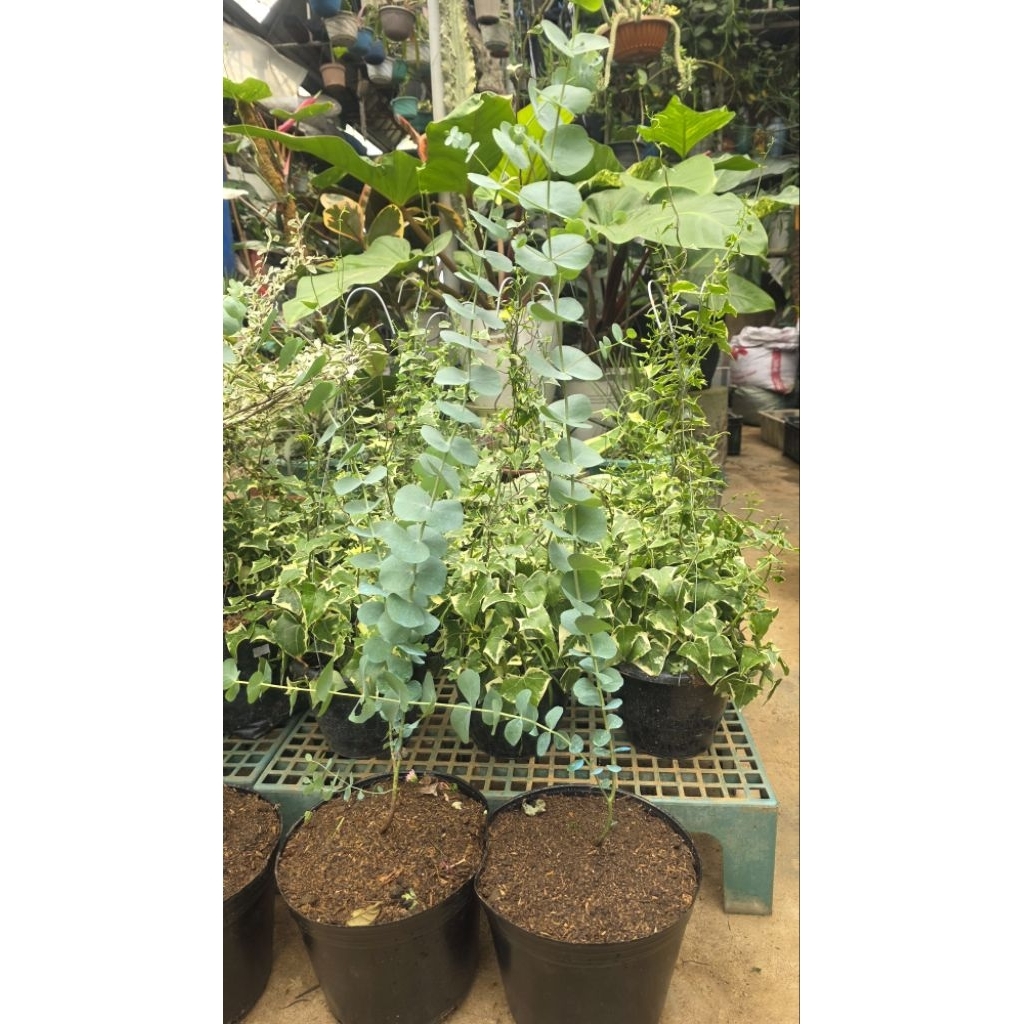 SILVER DOLLAR EUCALYPTUS TREE/POTTED PLANTS | Shopee Philippines