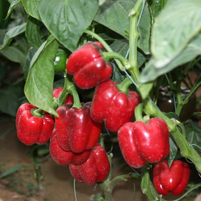100seeds/pack BELL PEPPER SEEDS HYBRID/YOLO WONDER VARIETY/FOR PLANTING ...