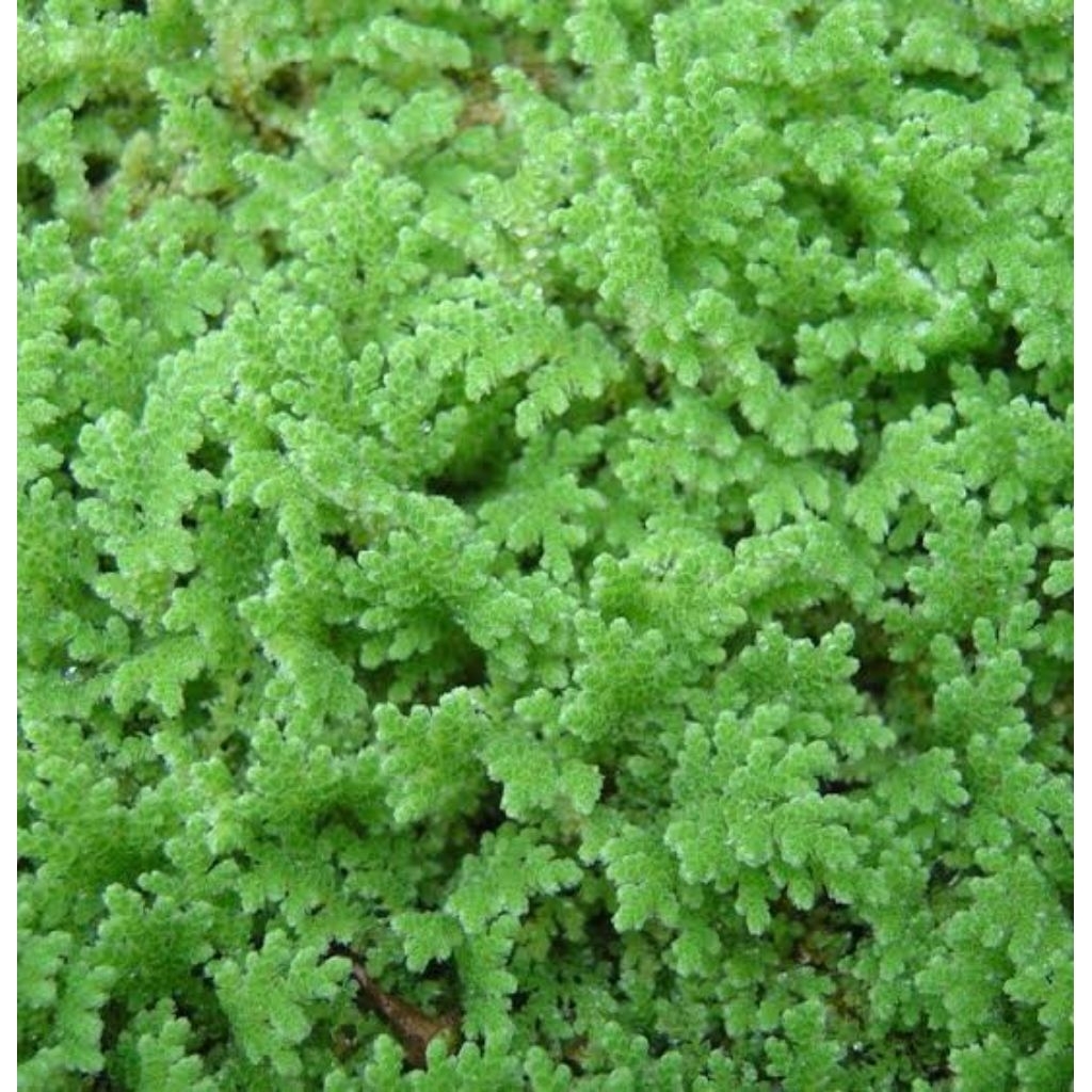 Azolla floating plant (PER CUP) | Shopee Philippines