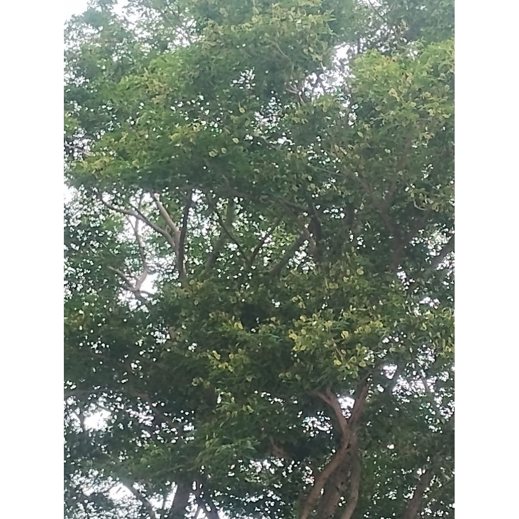 NARA SEEDS FOR PLANTING(P50.00/10PCS) | Shopee Philippines