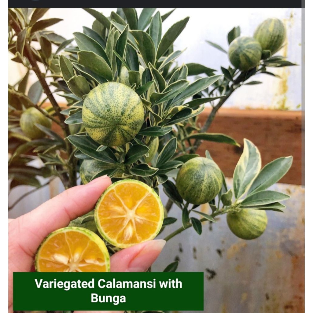 Calamansi Variegated I Live Plant With Bunga I Fully Rooted | Shopee ...
