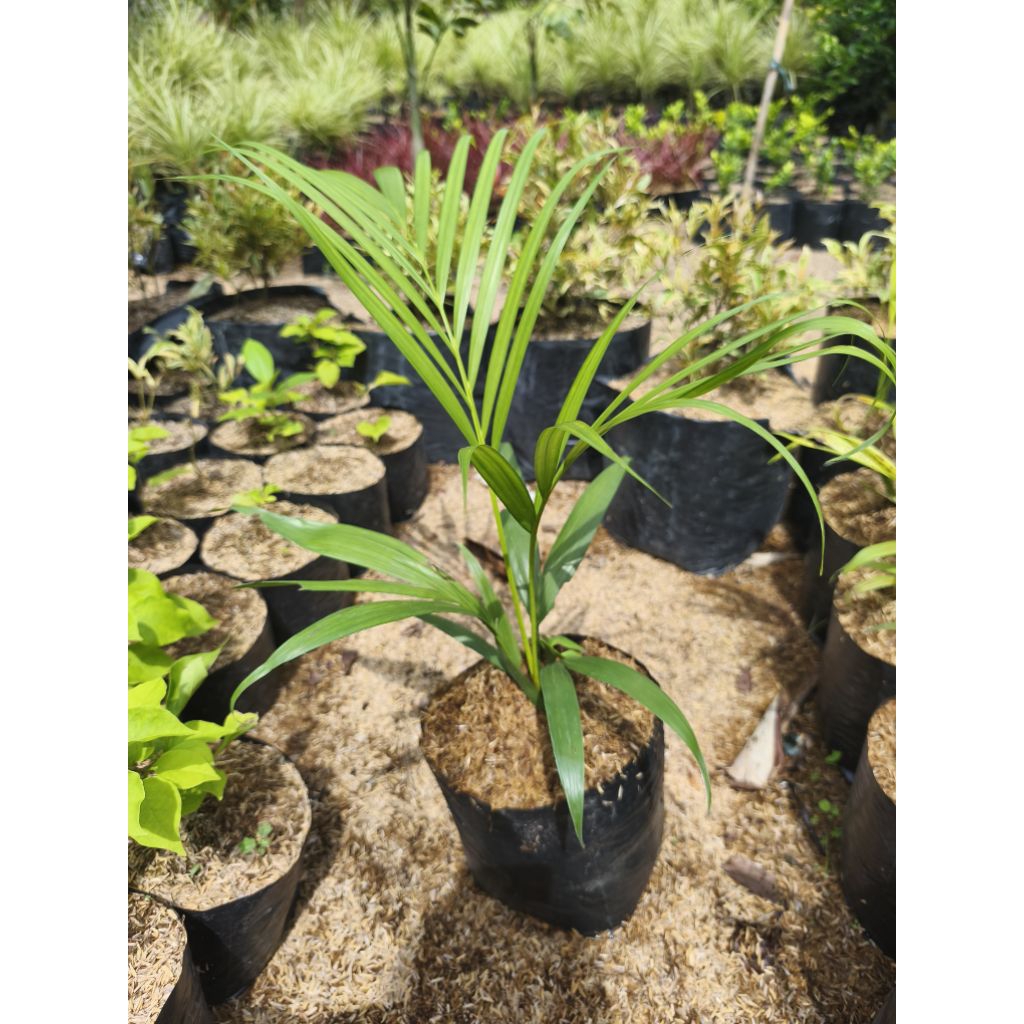 PALMERA LIVE PLANTS/ ( BUY 5 PLUS 1 ) | Shopee Philippines