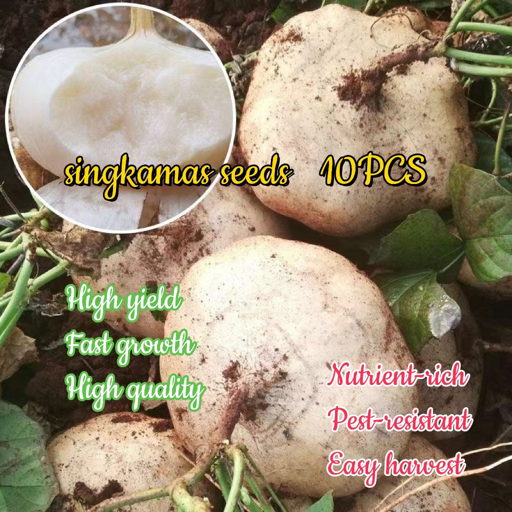 Singkamas Seeds (10seeds) - Turnip Seeds | Shopee Philippines