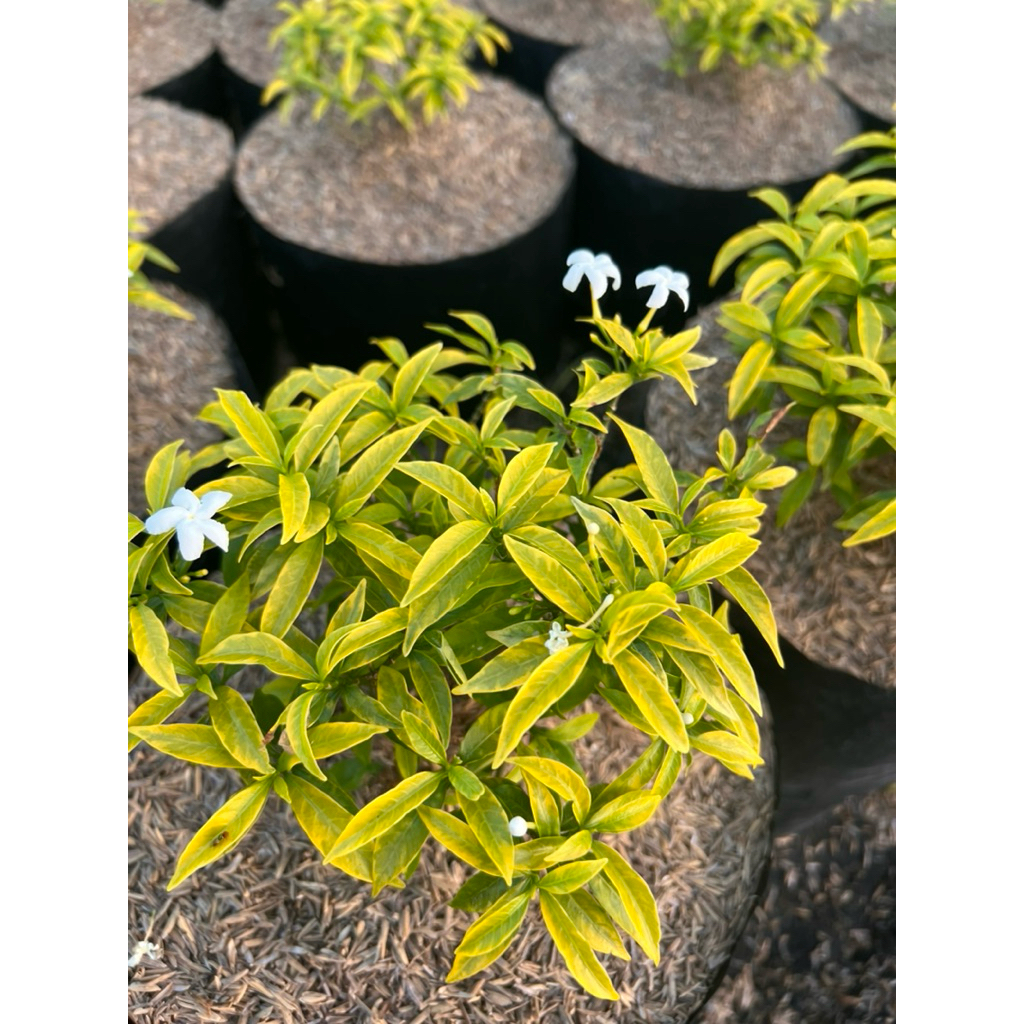 Golden Pandakaki Flowering Live Plant | Shopee Philippines