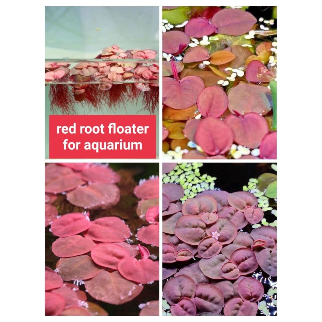 red root floater 1 tub 4*6 puno | Shopee Philippines