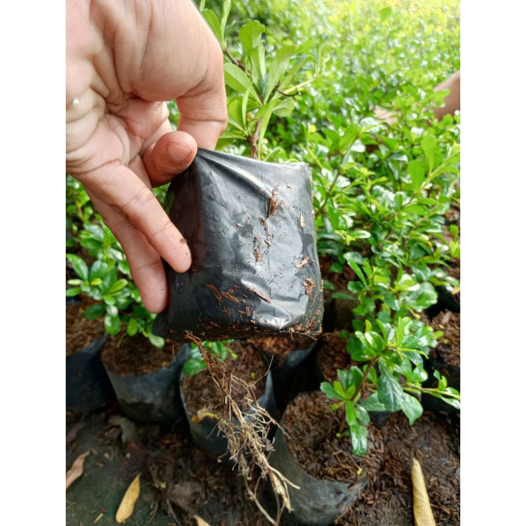 TSAANG GUBAT/ POKYENTE(SMALL SIZE) | Shopee Philippines