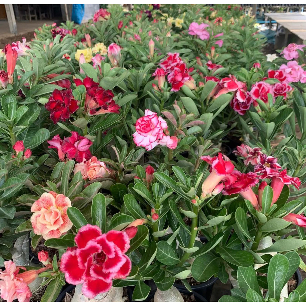 KKE Flower Garden RARE GRAFTED ADENIUM TRIPLE PETALS Limited Edition ...