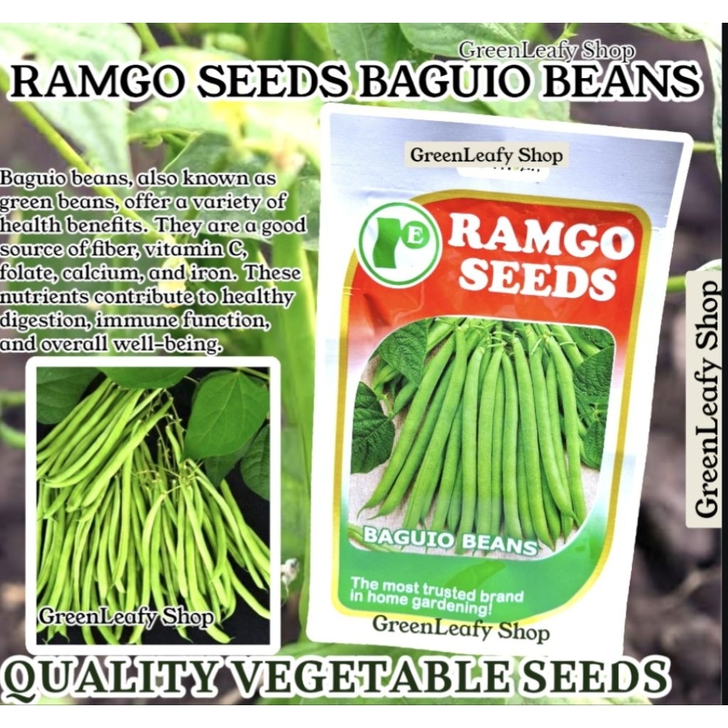 BAGUIO BEANS 15g RAMGO SEEDS SNAP BEANS HOME & FARM GARDENING GULAY ...