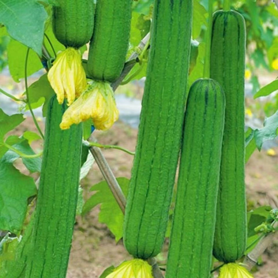 Patola Smooth Seeds(20seeds) - smooth patola seeds Vegetable Seeds ...