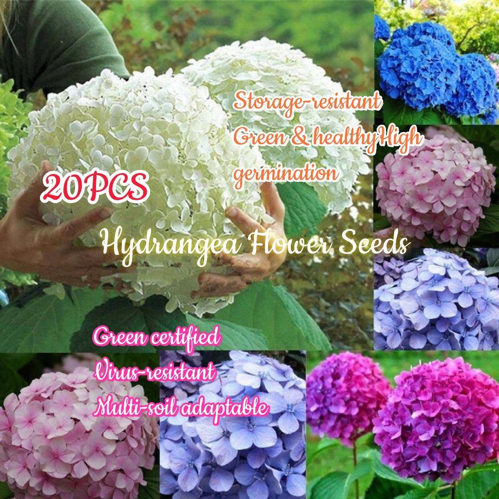 20seeds/pack Hydrangea Flower Seeds Indoor Hydrangea Plant Seeds Cny ...
