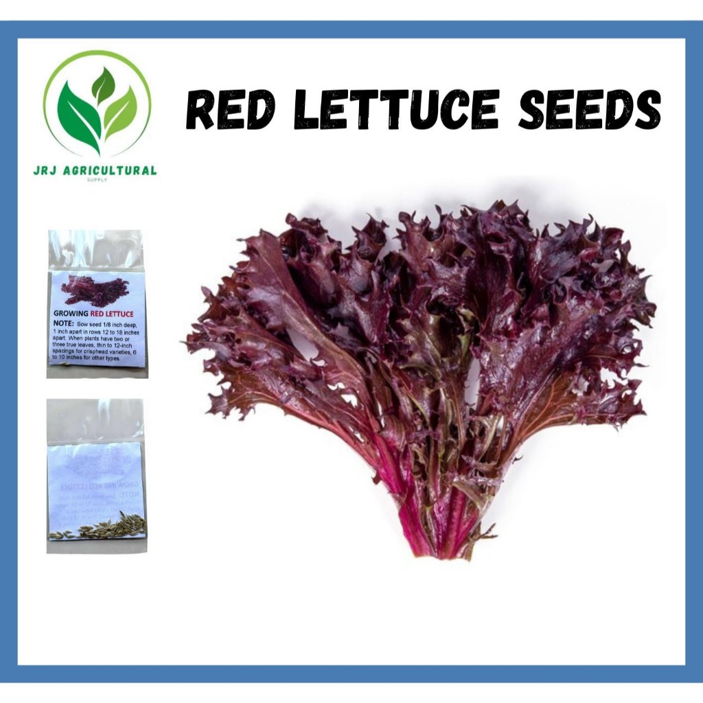 Red Lettuce/LOLLO ROSA ( 50pcs Seeds ) - 1pack | Shopee Philippines