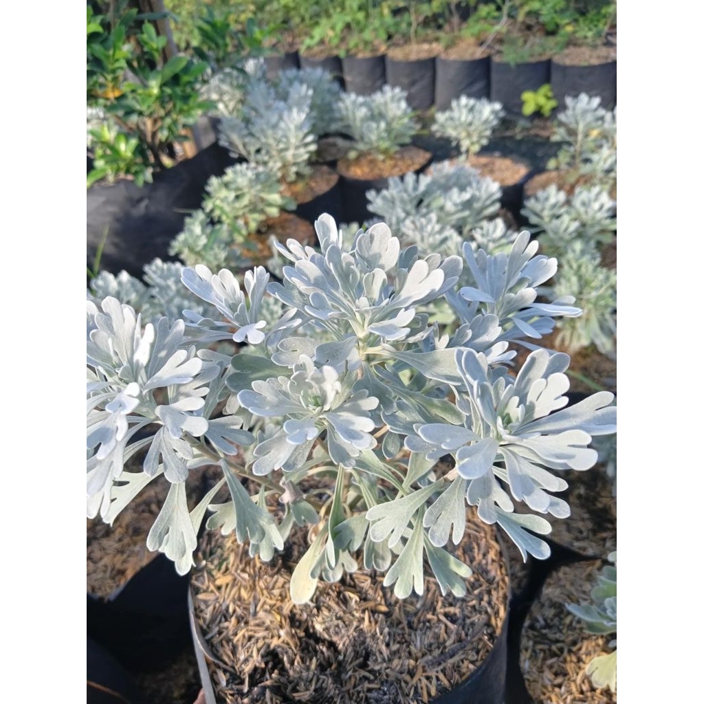 Puyeng/ Ang Heng Ho Chinese Lucky Plant / Real Plant | Shopee Philippines