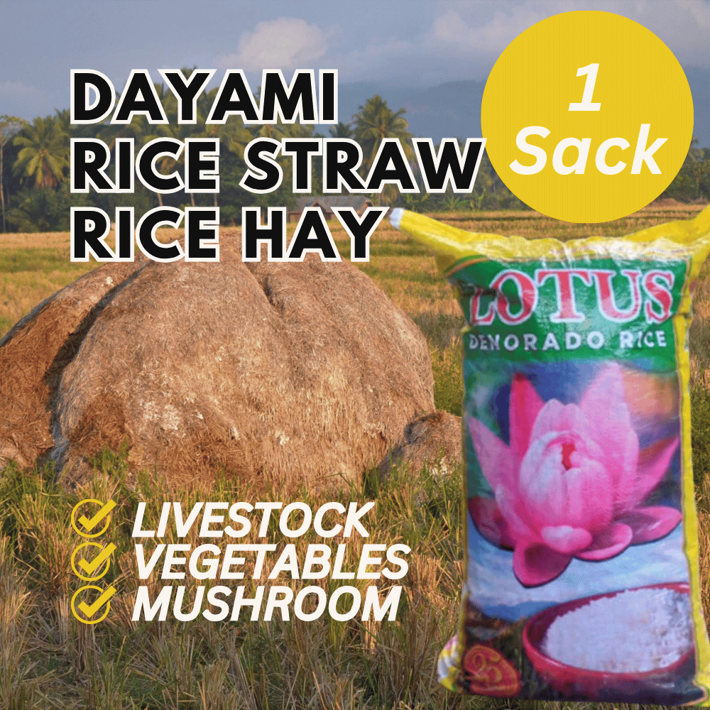 Shop dayami for Sale on Shopee Philippines