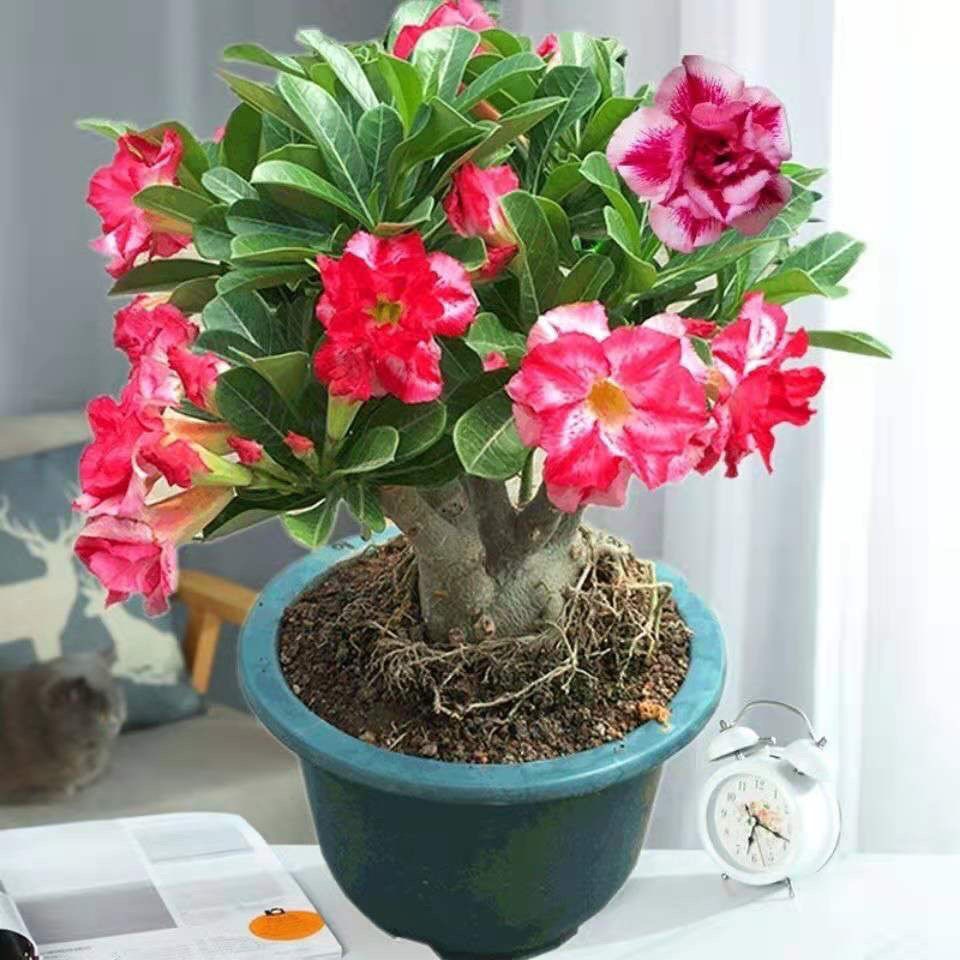 Adenium Double Petal Seeds 100Seeds High Germinaton Tropical Flower ...