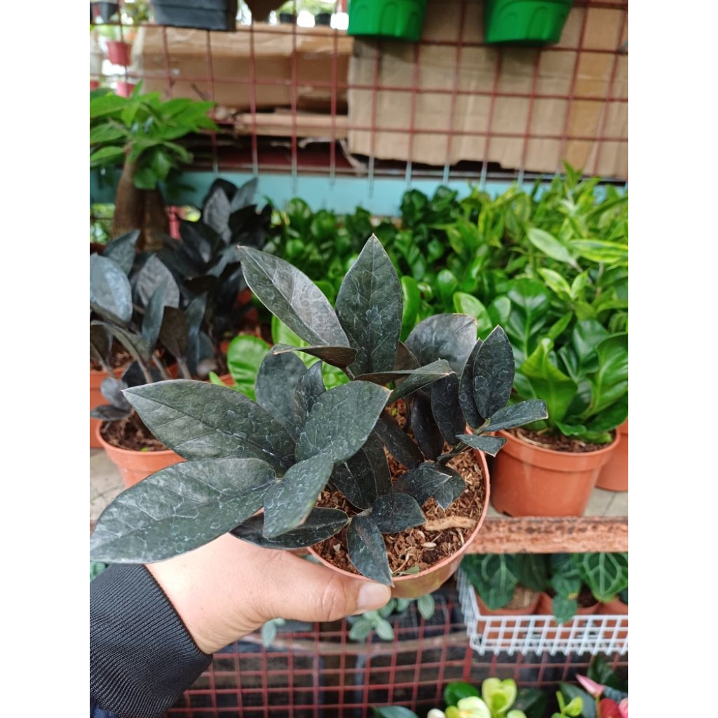 BLACK ZZ[WELCOME PLANT] | Shopee Philippines