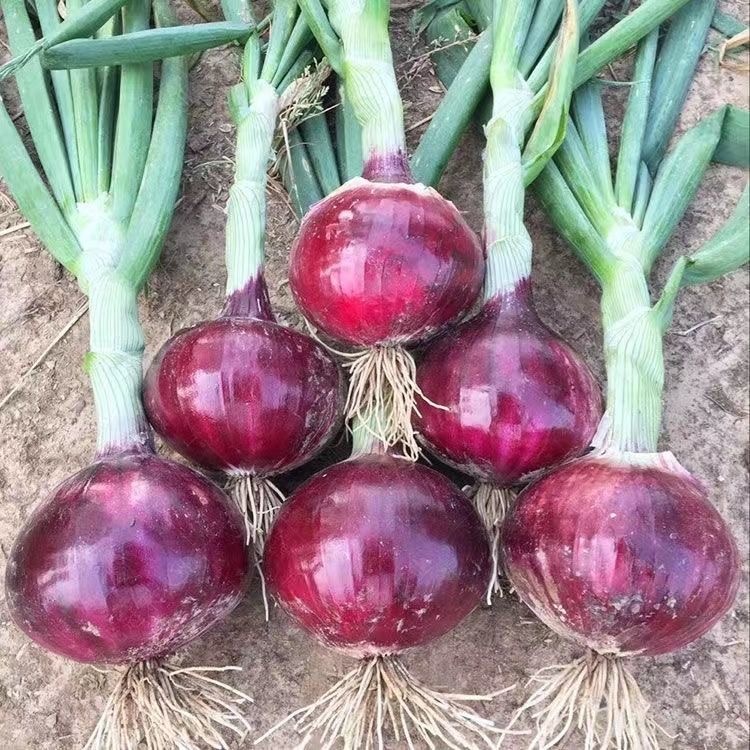 200 seeds onion seeds for planting Good quality / High yield | Shopee ...