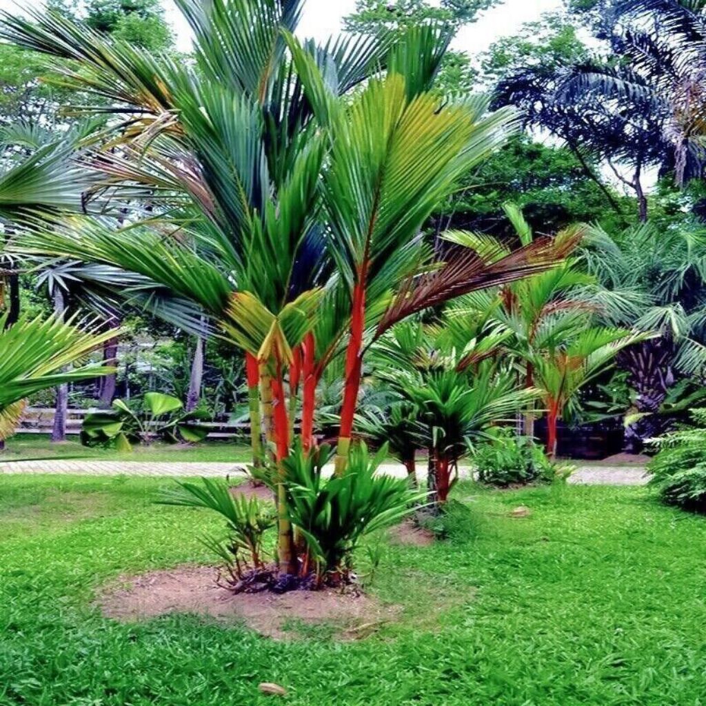 Red Palm Live and Rooted Plants (Small) | Shopee Philippines