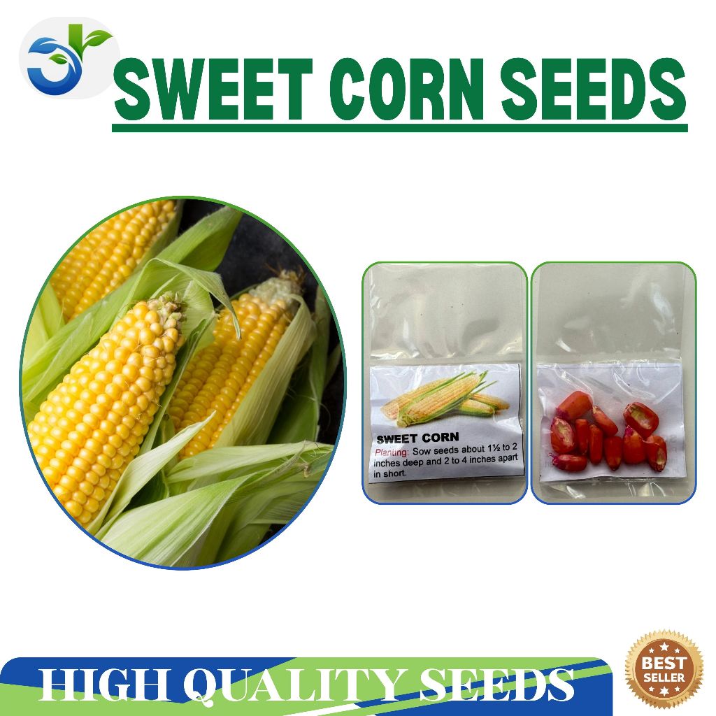 Sweetcorn / Yellow corn / 10seeds - (1pack) | Shopee Philippines