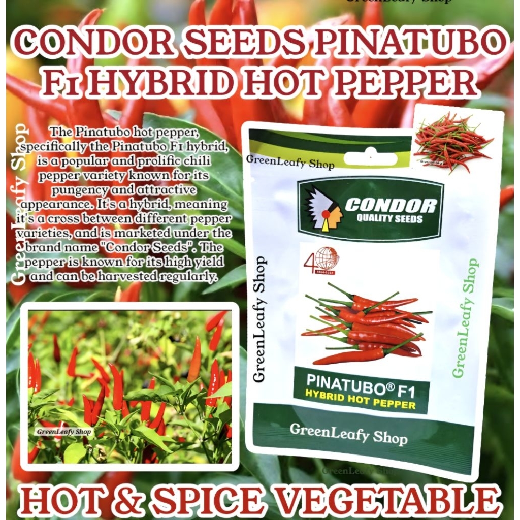 SILING LABUYO PINATUBO F1 0.5g HYBRID CONDOR SEED CHILI PEPPER HOT ...