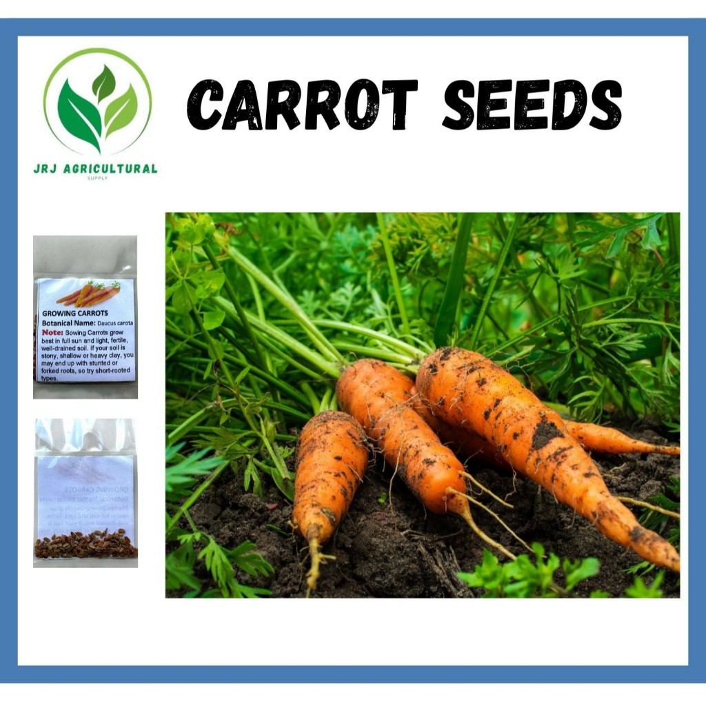 Carrot Seeds /Hybrid ( 100pcs Seeds ) - 1pack | Shopee Philippines