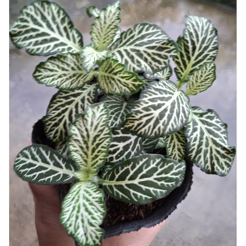 tiger fittonia /nerve plants | Shopee Philippines