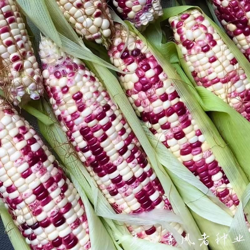 (20 Seeds) Bi-color Corn Seeds - Original Waxy Corn Seeds for Planting ...
