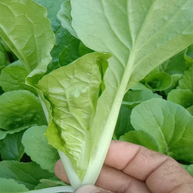 500 Pavito Seeds Leafy Vegetable Seeds - Pechay Seeds Pavito Seeds ...