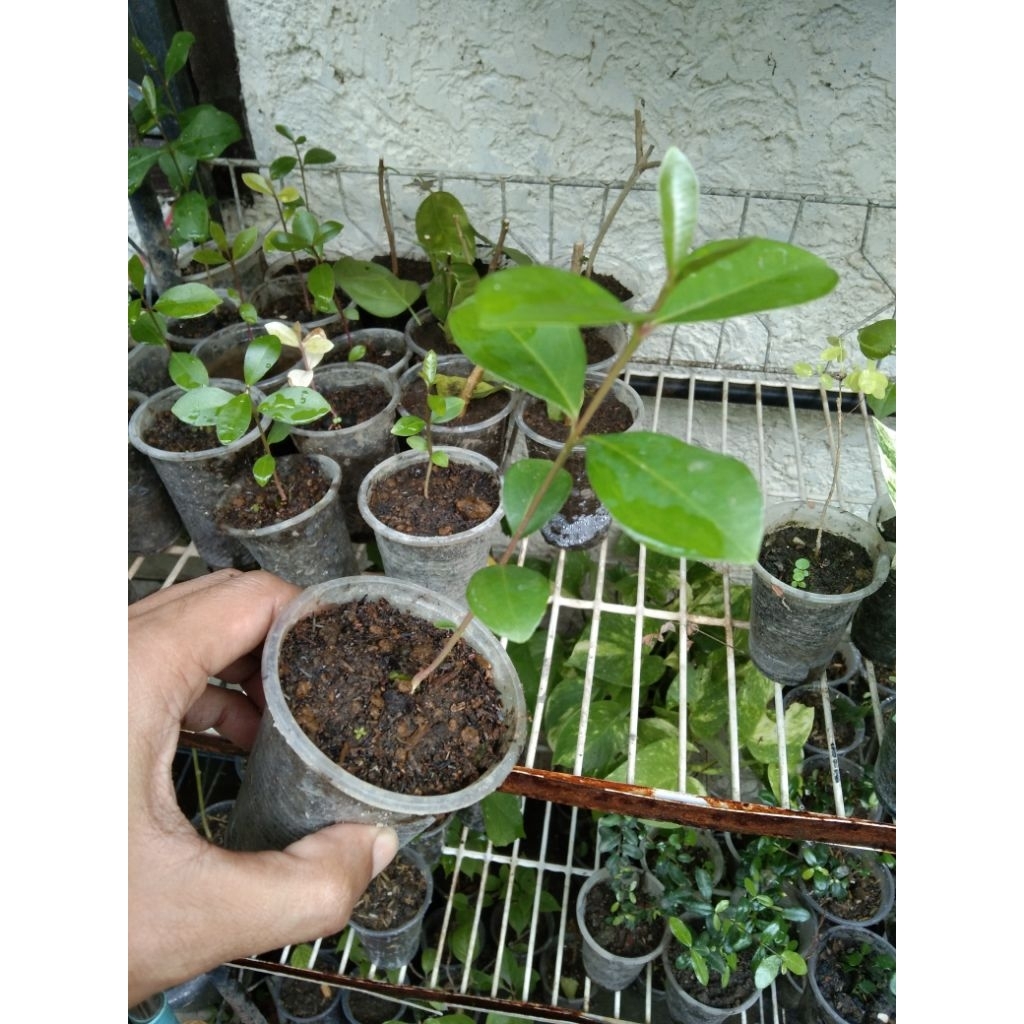 duhat in a cup, seedling | Shopee Philippines