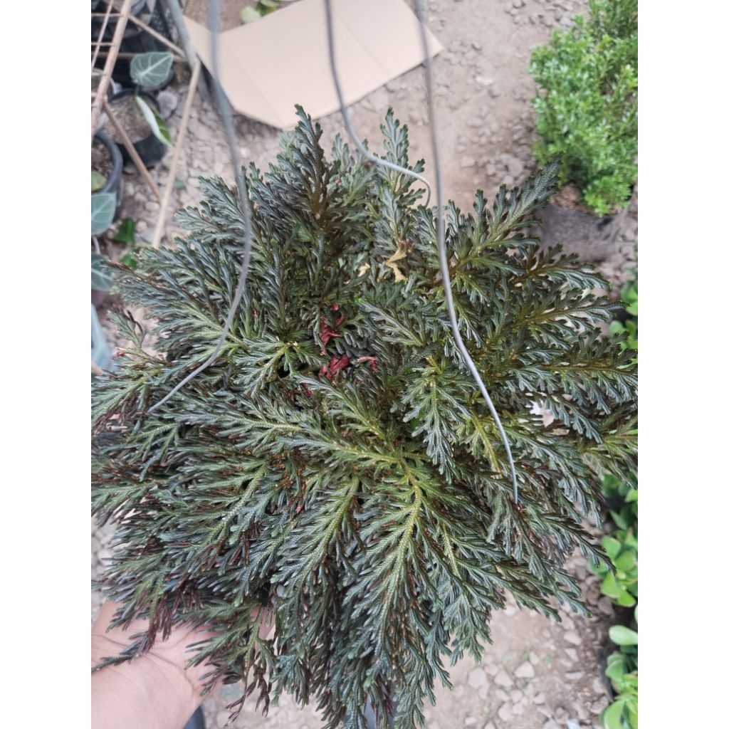 ( Red Ruby Fern ) | Shopee Philippines